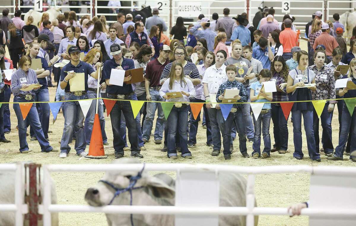 Youth display decision-making, reasoning skills in livestock judging ...