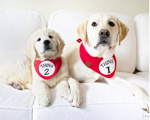 Meet the SF dog 'influencers' of Instagram who can earn upwards of $350 ...