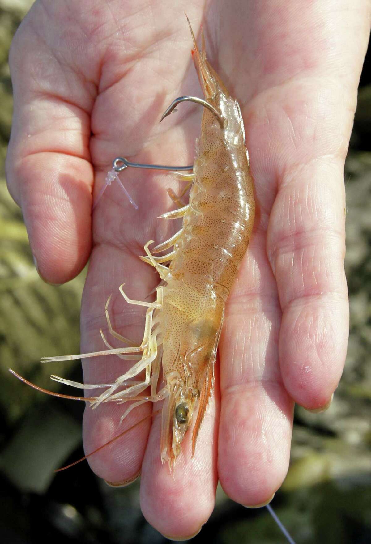 That box of frozen shrimp used for bait could be illegal — and deadly