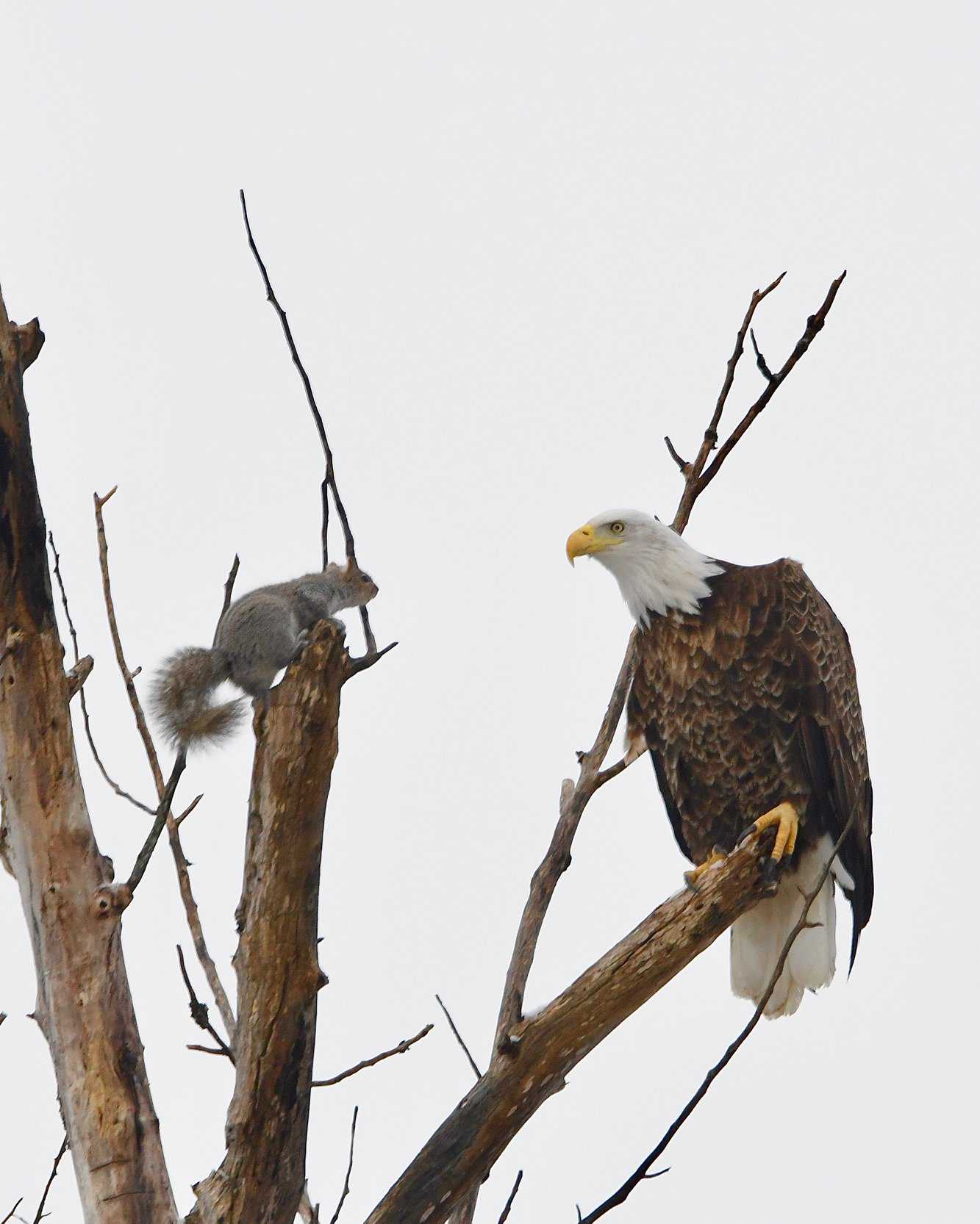 Photographer captures epic standoff between bald eagle, squirrel