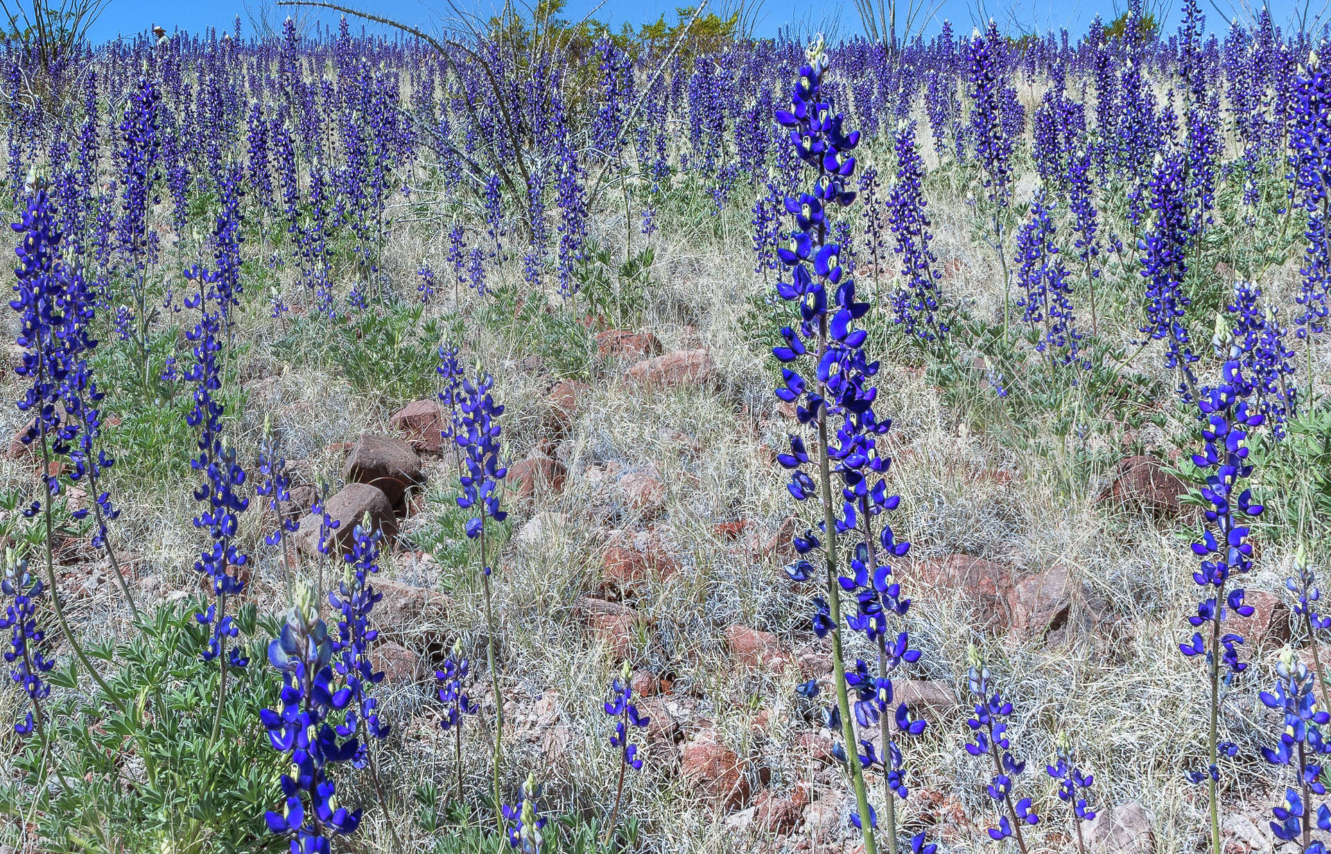 Big Bend photographer captures the beauty of largest bluebonnets bloom ...