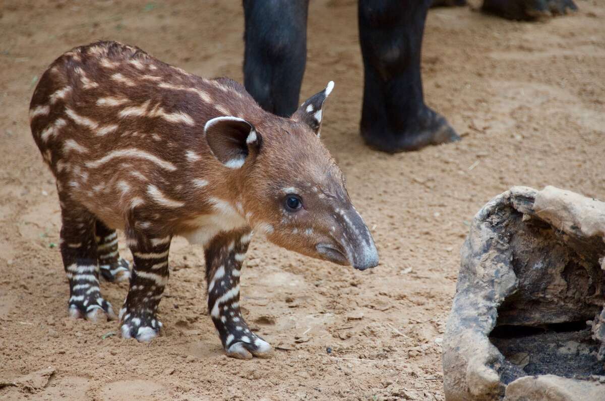 Cute alert! Meet Houston Zoo's newest resident: A baby tapir