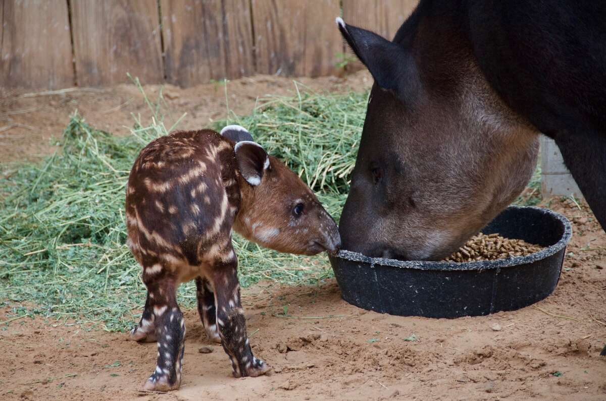Cute alert! Meet Houston Zoo's newest resident: A baby tapir