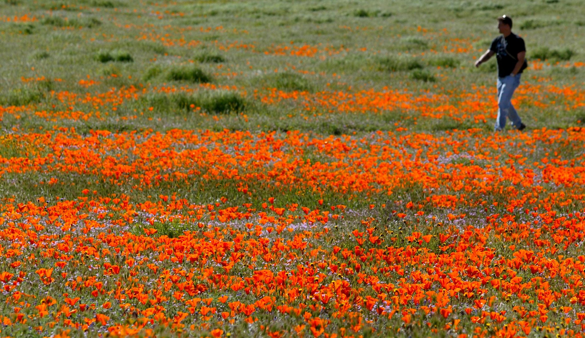 Watch a super bloom explode across California's yellow hills