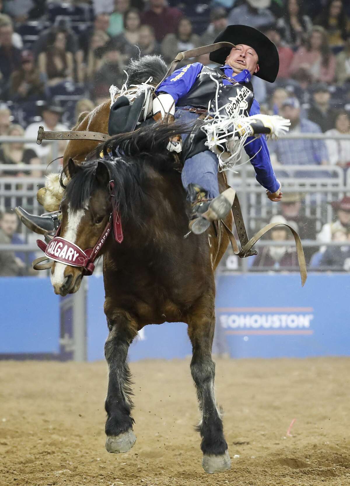 Top steer picked in ‘Super Bowl of all livestock shows’