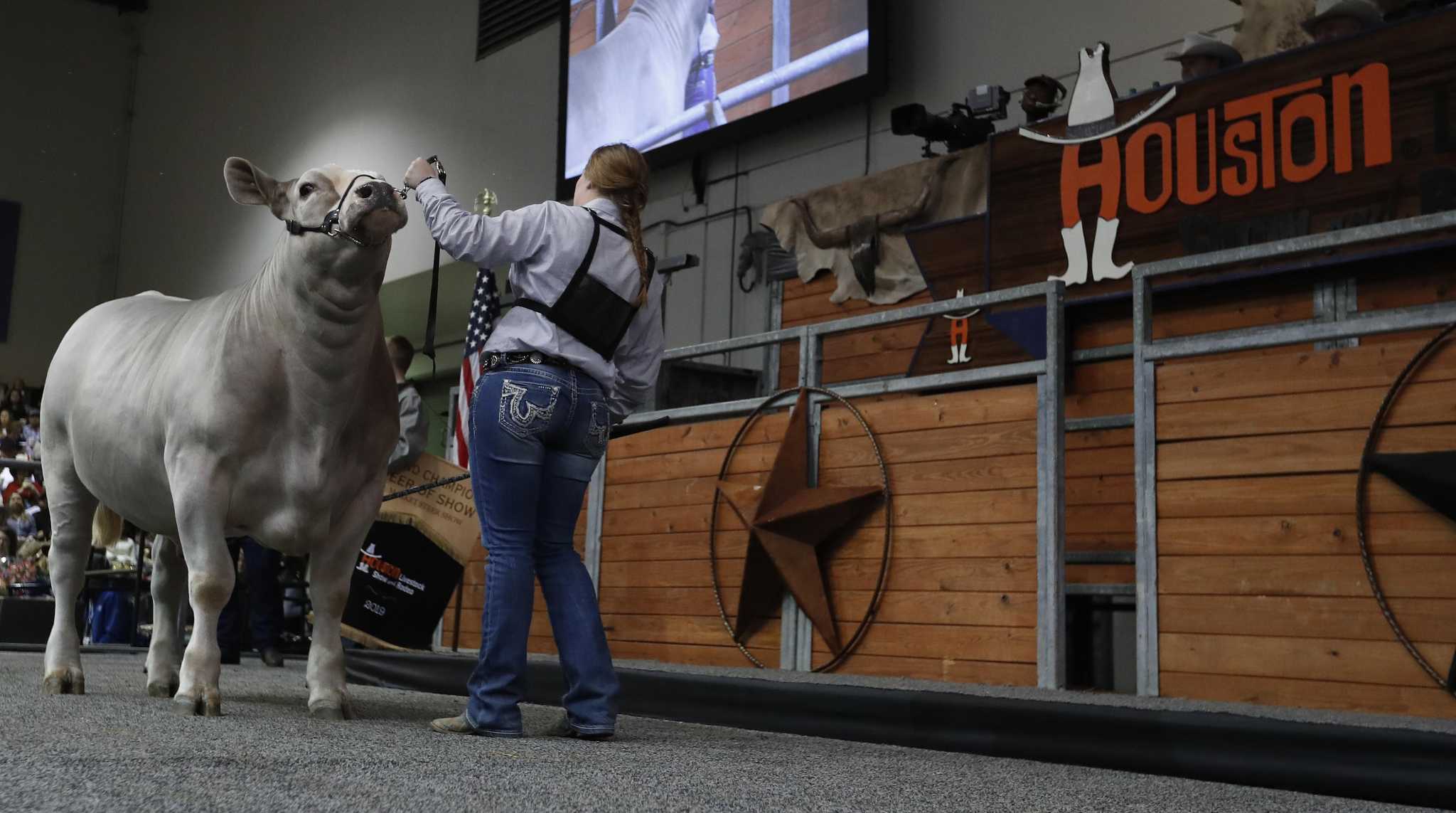Record falls as top steer takes center stage at Houston Rodeo