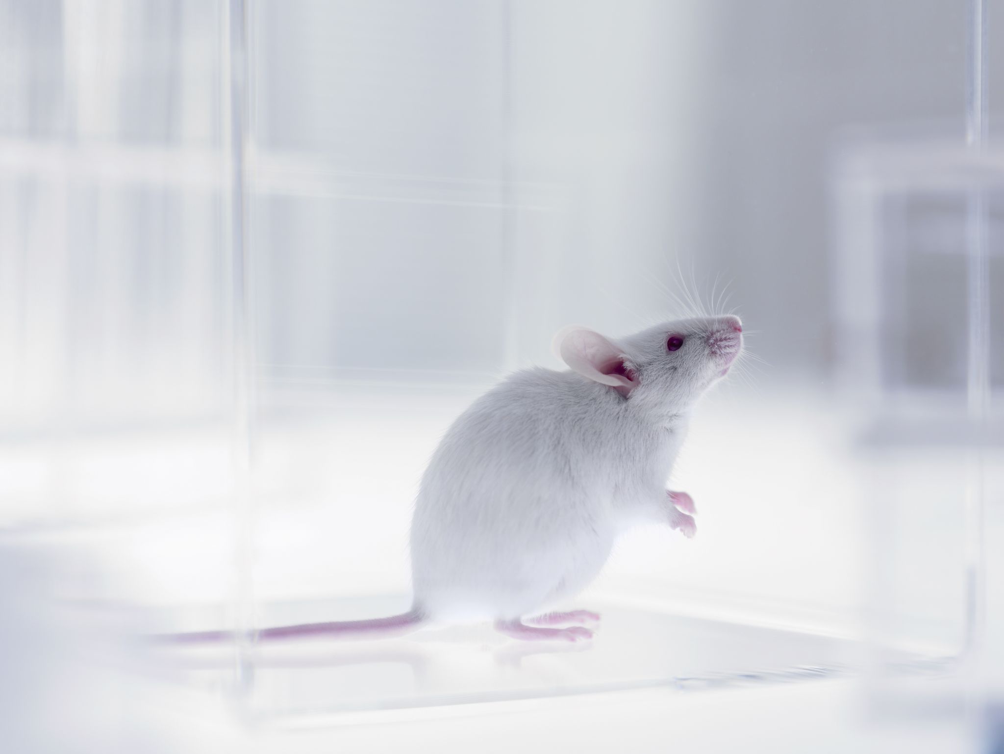 UC Berkeley gene therapy helps blind mice gain sight, could be used to ...