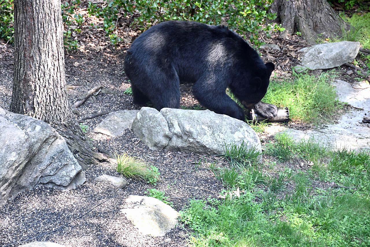 CT black bear law would expand hunting permits - Connecticut Post