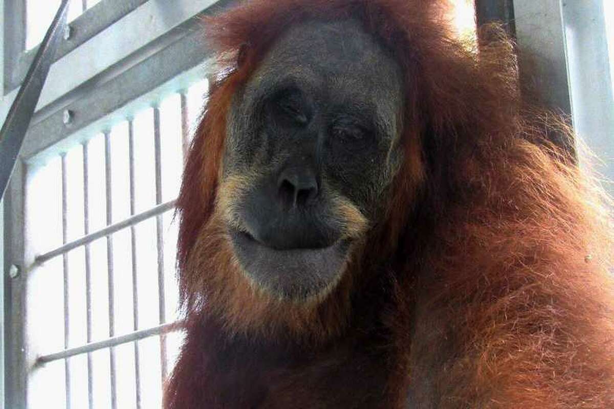 'She cannot be released to the wild anymore': Orangutan blinded after ...