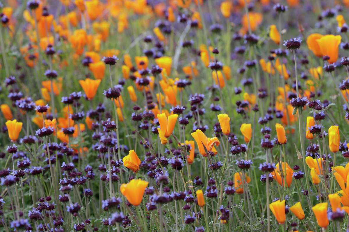 Photographer's viral image captures the best way to see the super bloom