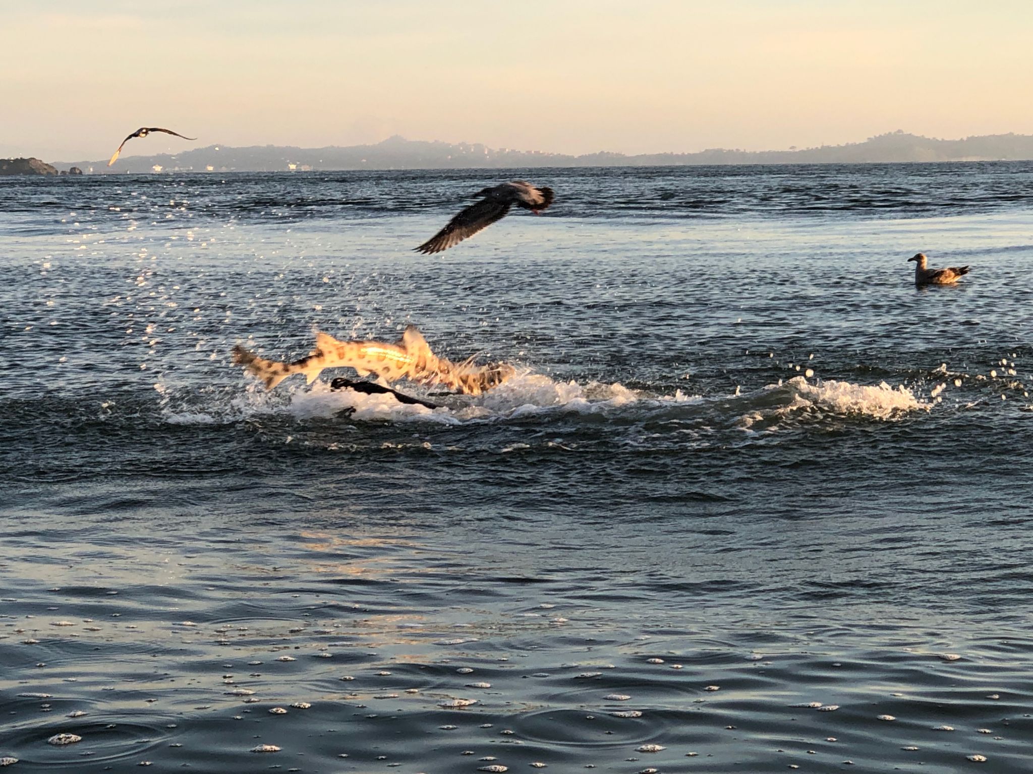 Crazy photos show sea lion attacking leopard shark near Alcatraz