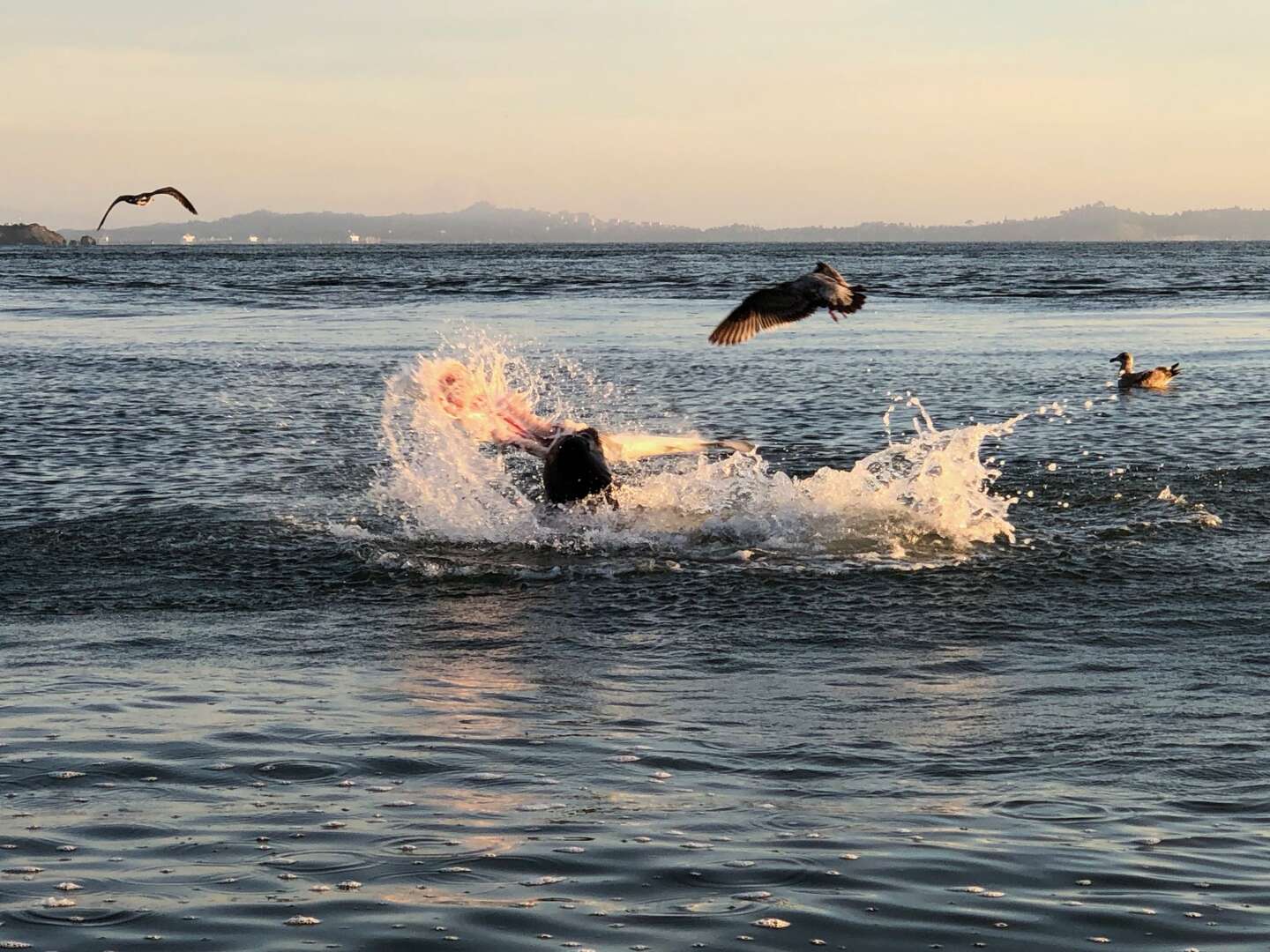 Crazy photos show sea lion attacking leopard shark near Alcatraz
