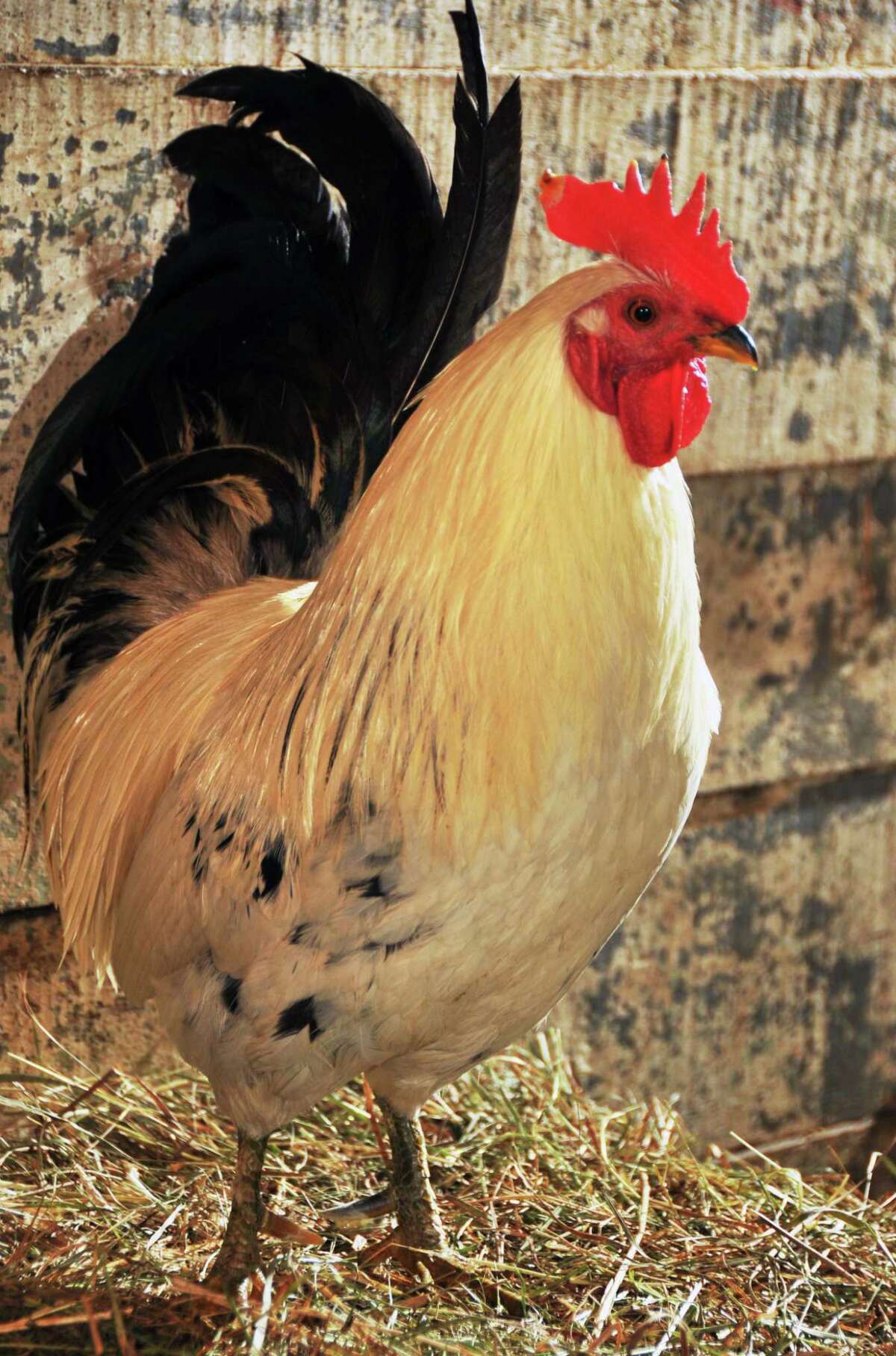 Churchill: Albany takes another peck at backyard chickens