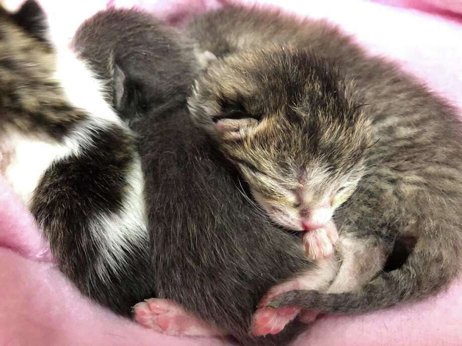 Fifteen cats rescued from abandoned, decrepit Albany building - Times Union