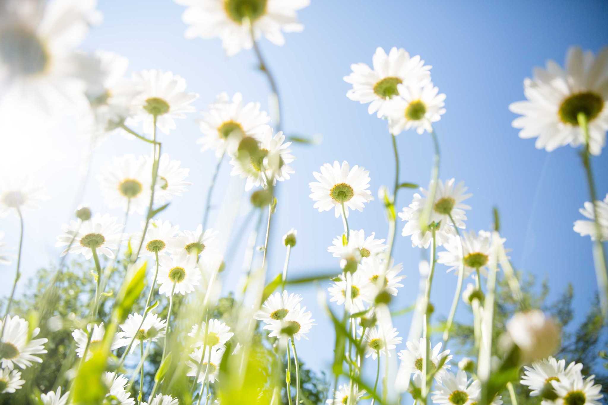 First day of spring arrives. Here's what you need to know about spring ...