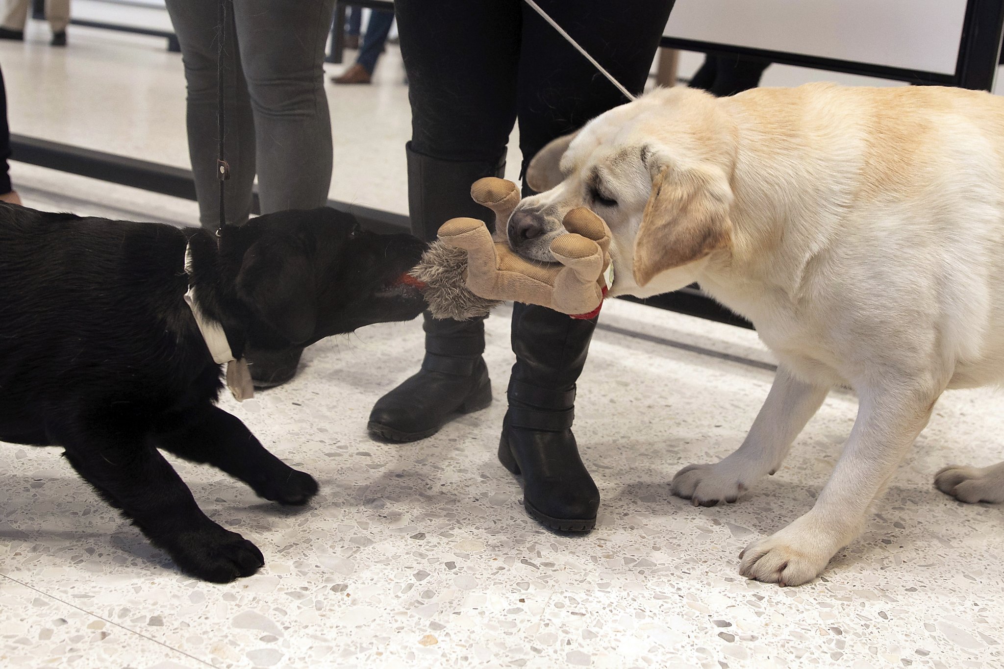 Labrador retriever most pup-ular US dog breed for 28th year