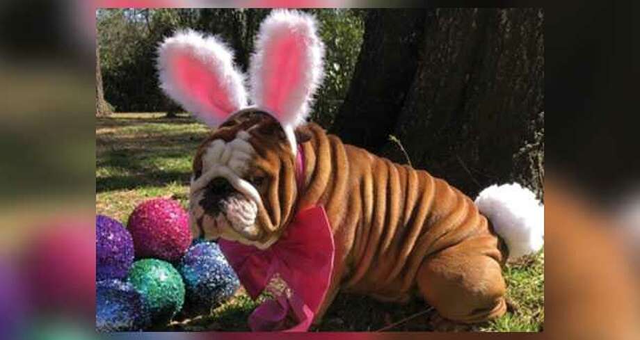 Bulldog named newest 'bunny' for Cadbury's iconic Easter commercial ...