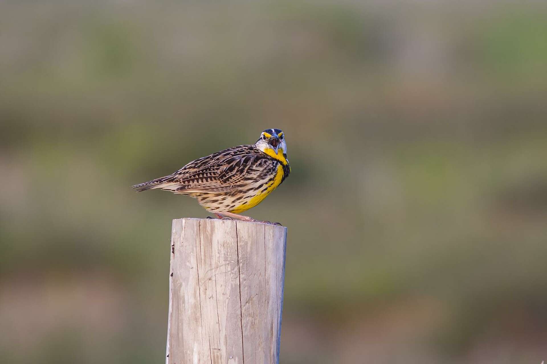 eastern meadowlark