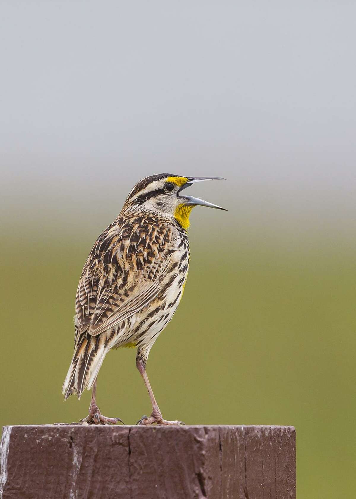 The sweet song of the eastern meadowlark