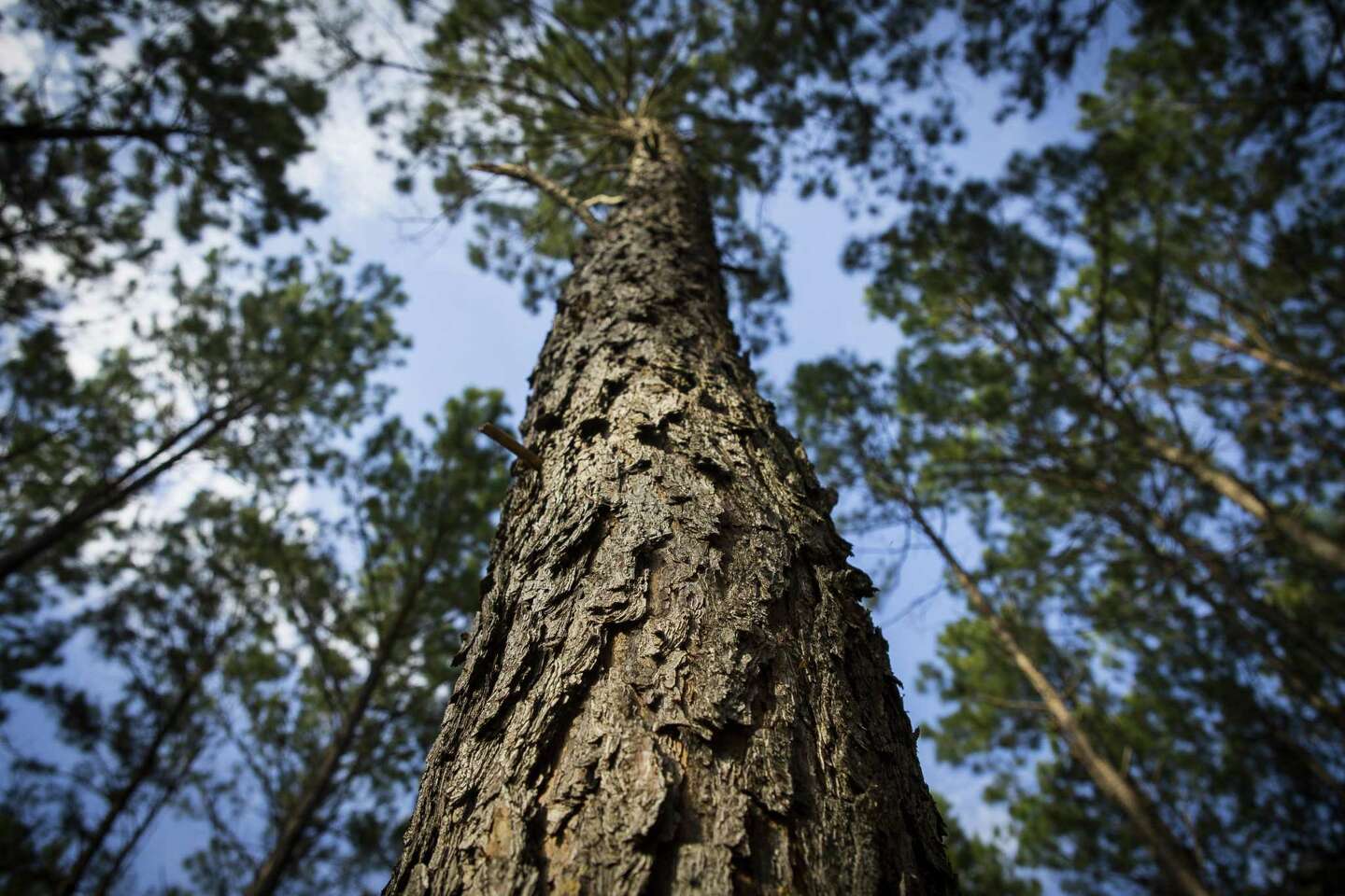 houston pine trees