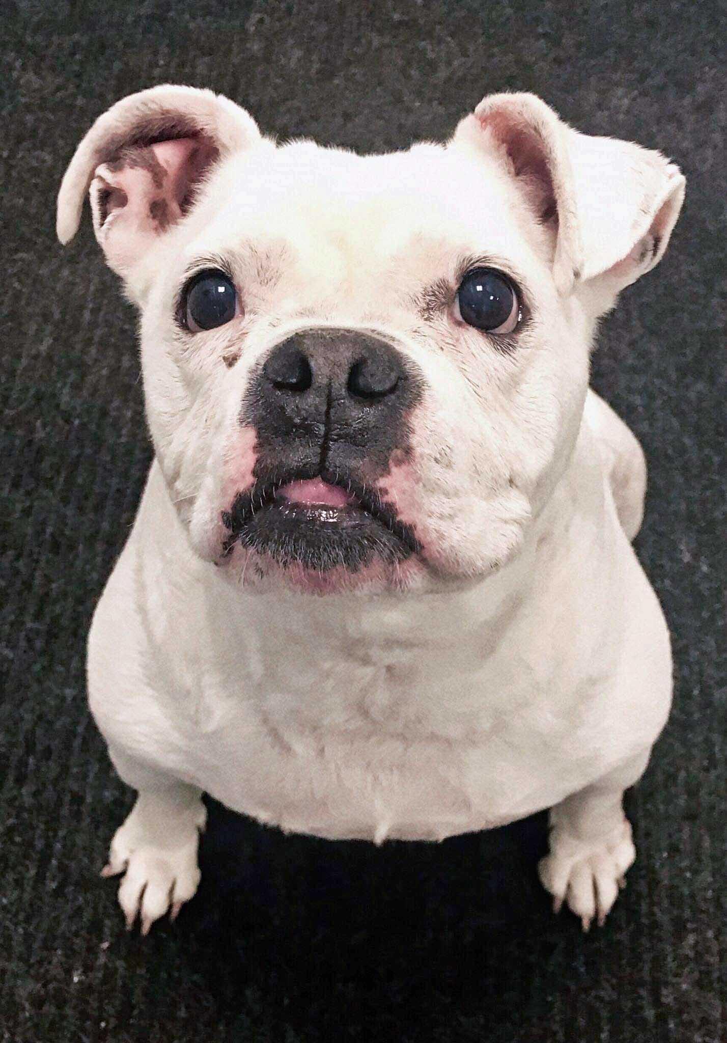 Dogs used in alleged opioid scheme up for adoption