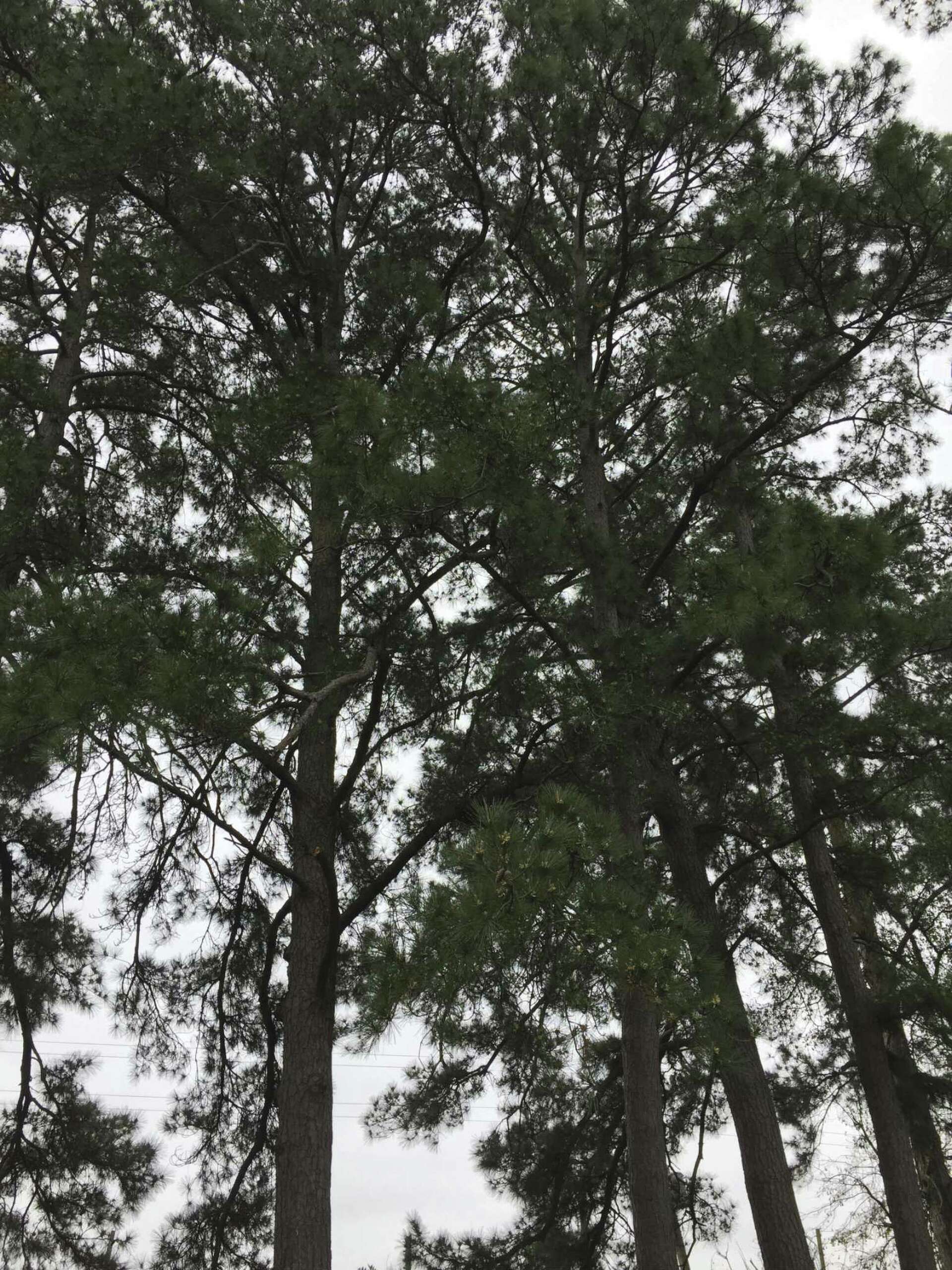 pine trees are found on