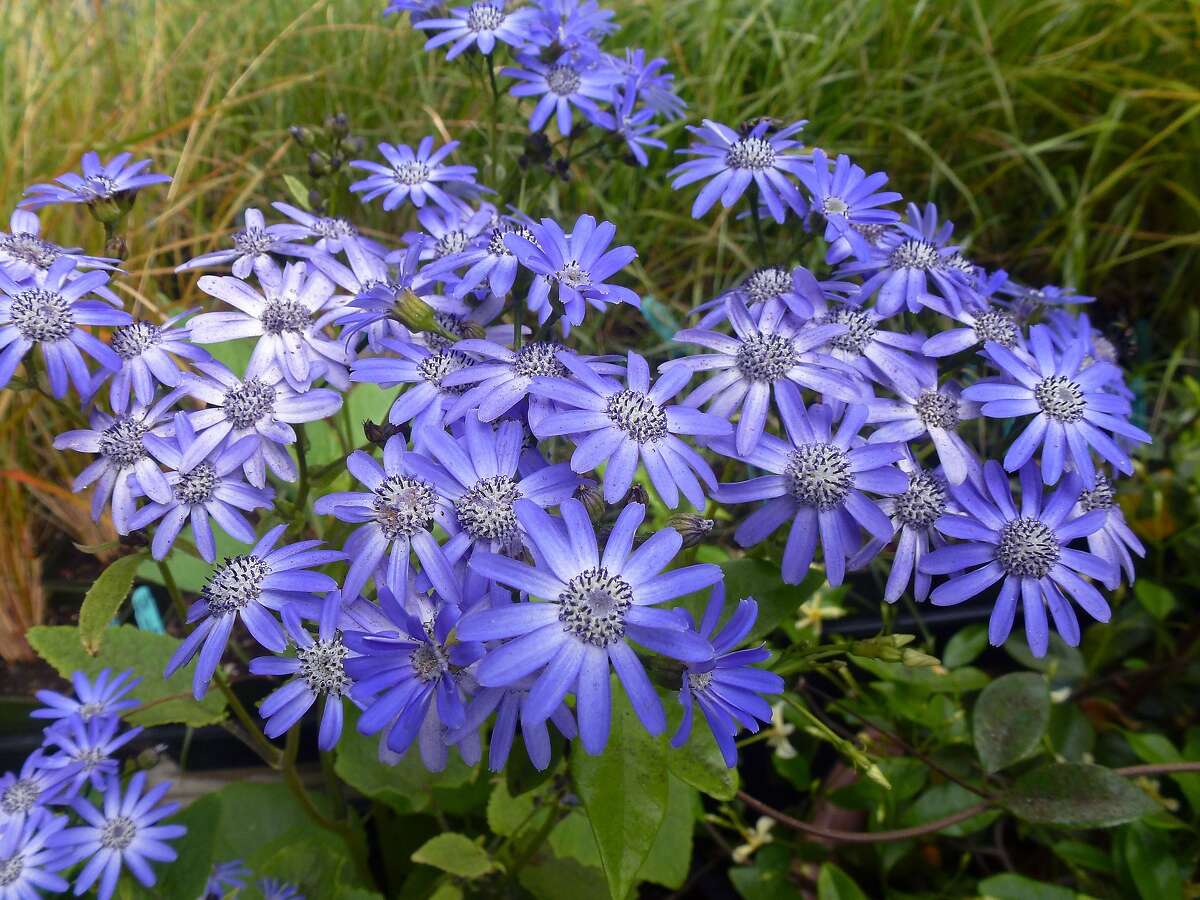Throw a little shade with tall cineraria and tellima grandiflora