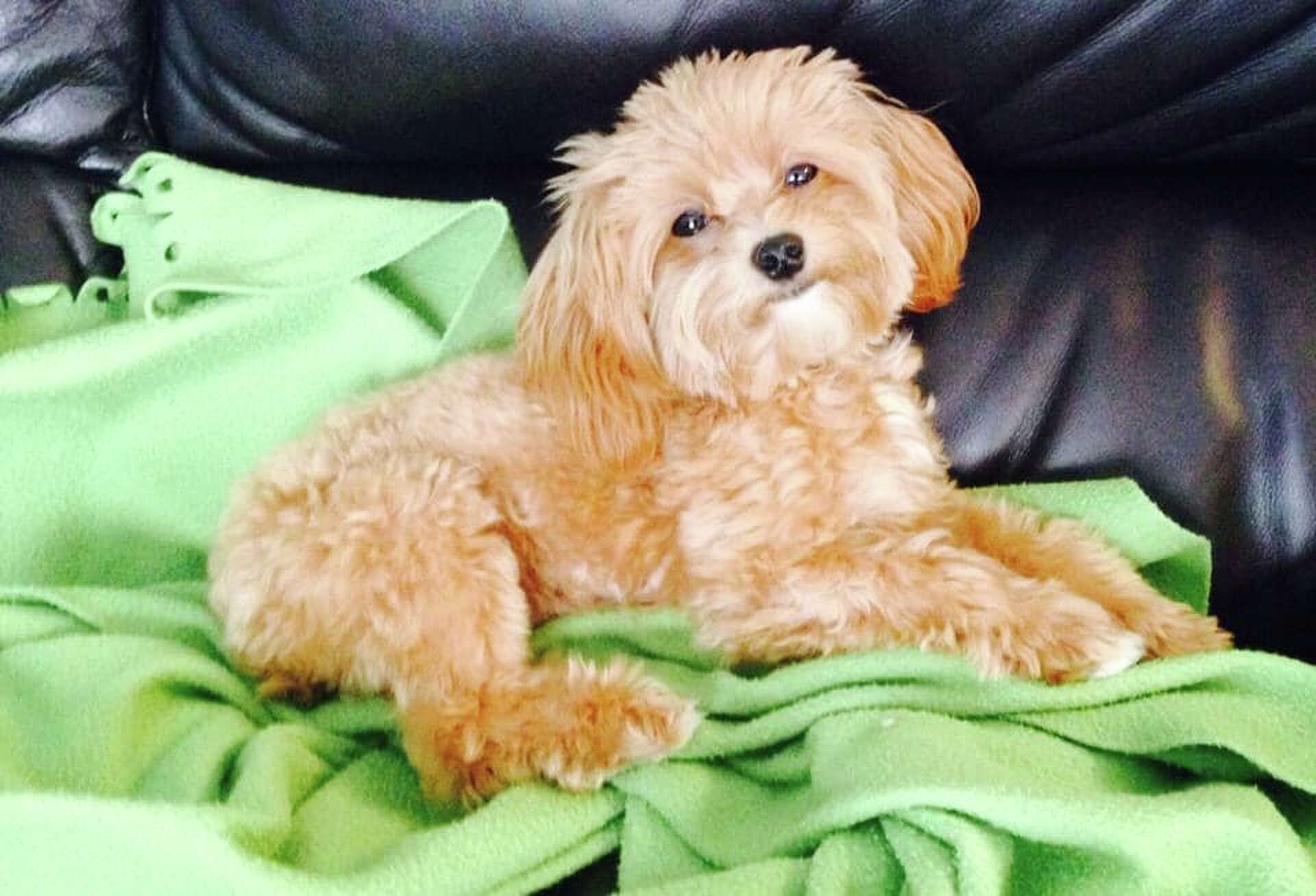 Photos: San Antonians show off their puppies and dogs