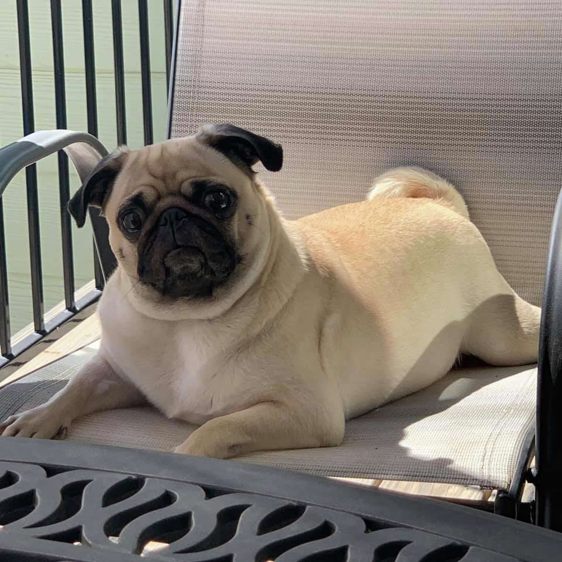 Photos: San Antonians show off their puppies and dogs