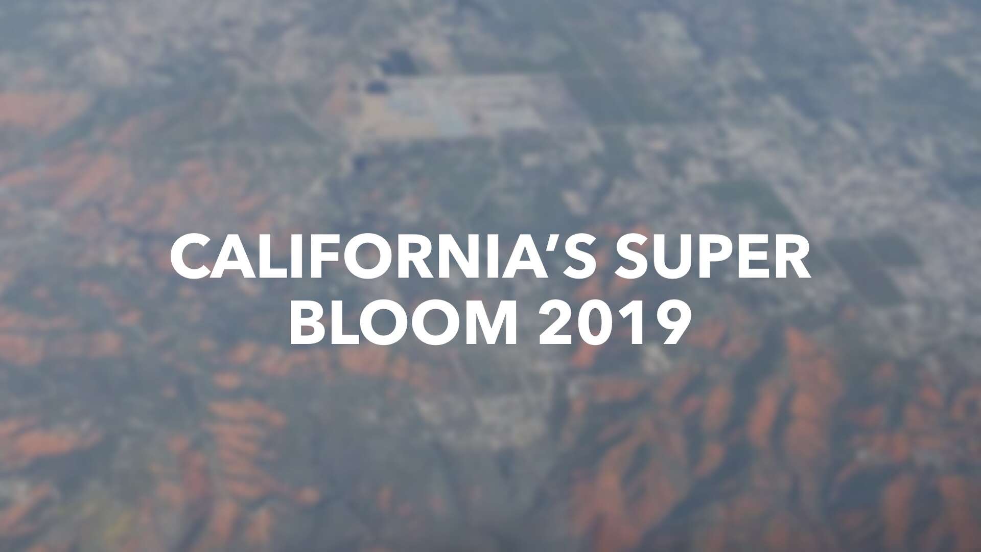 Photographer's viral image captures the best way to see the super bloom