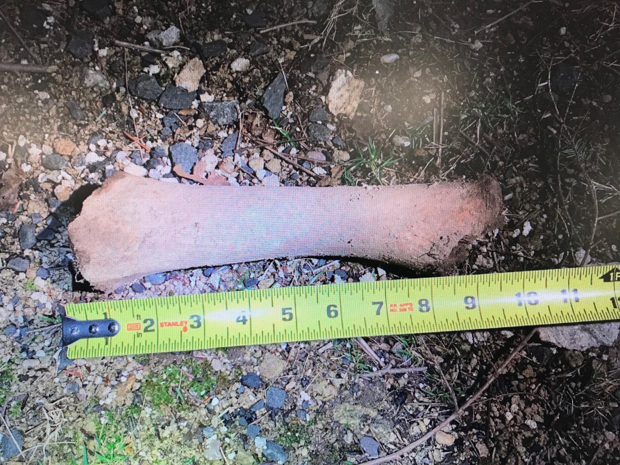 Large bone found in Stamford backyard, origin unknown