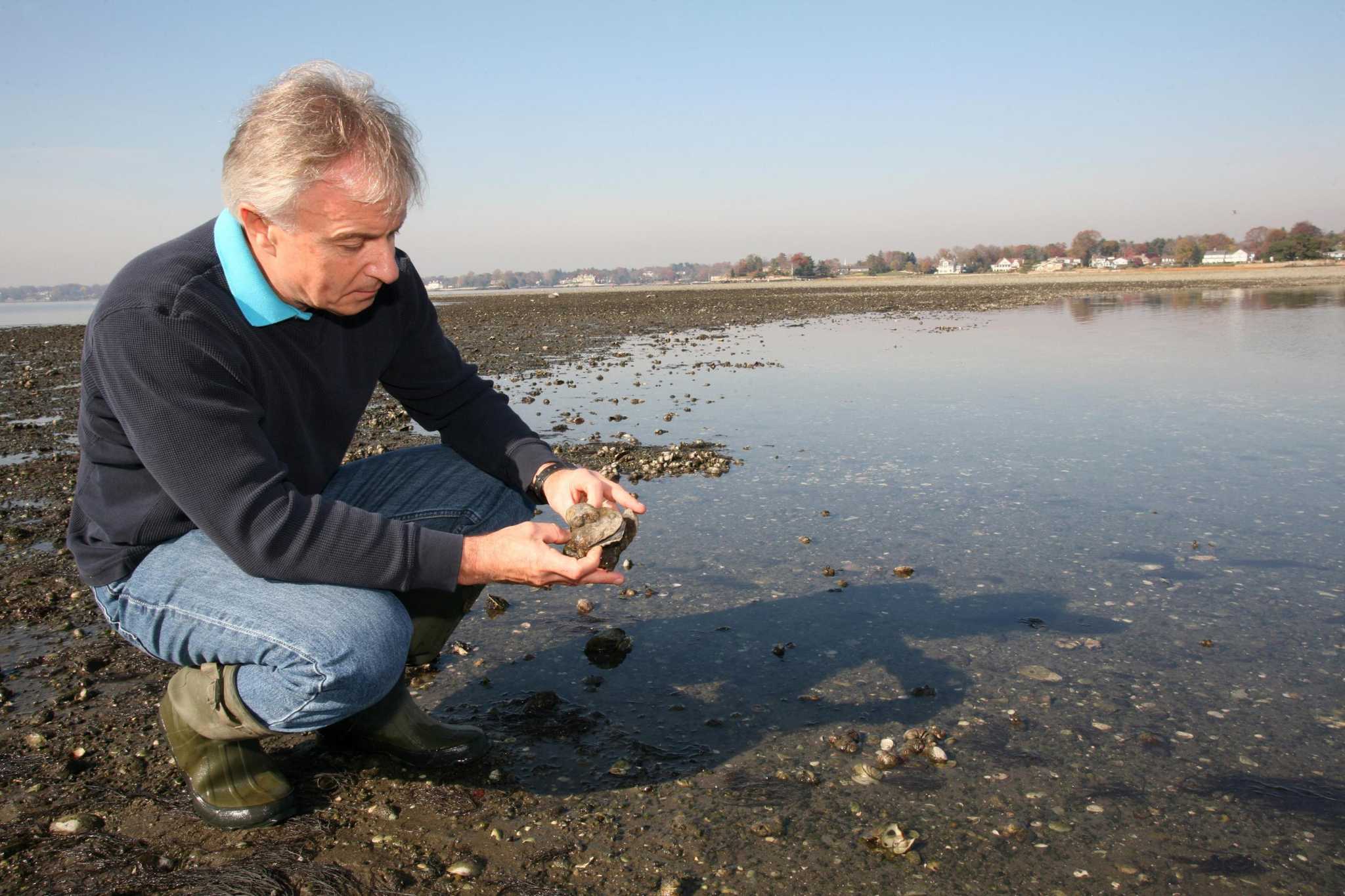 Dive into shellfishing at demonstration at Greenwich Point