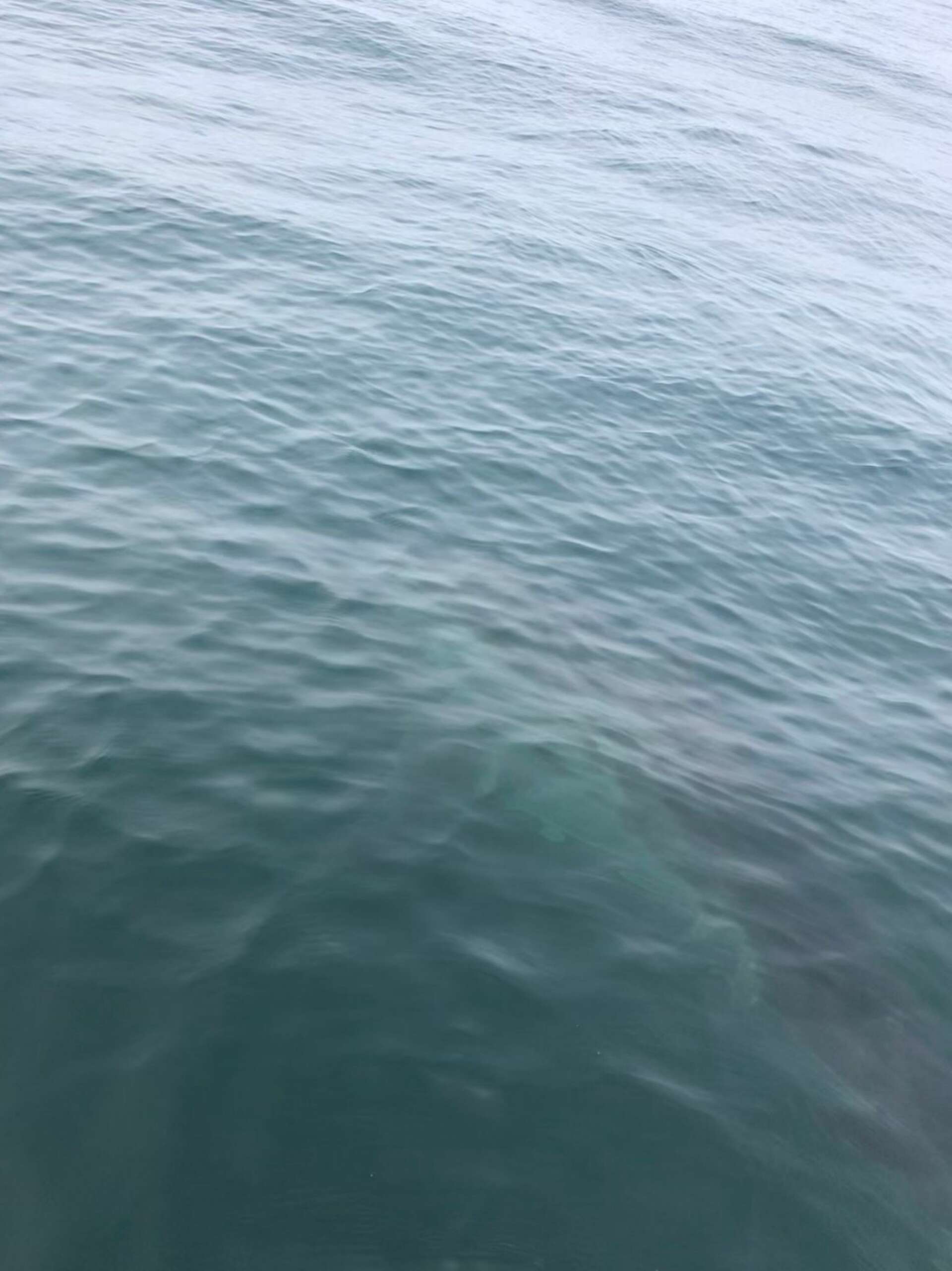 mavericks surf shark attack