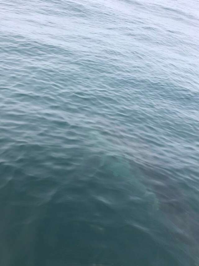 'It looked into my eyes': Surfer recounts close call with 18-foot great ...