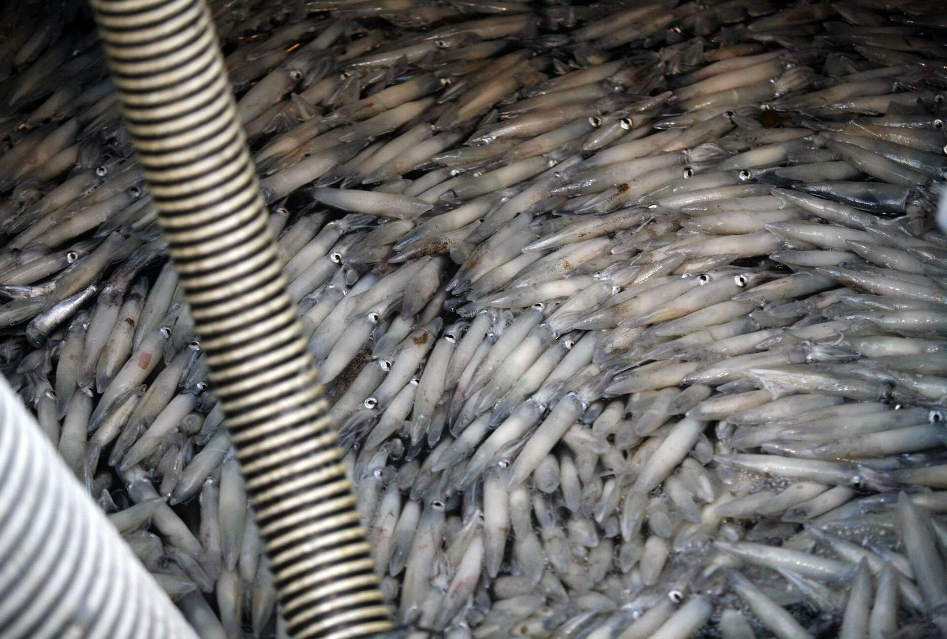 Dramatic sardine population decline means likely West Coast fishing ban