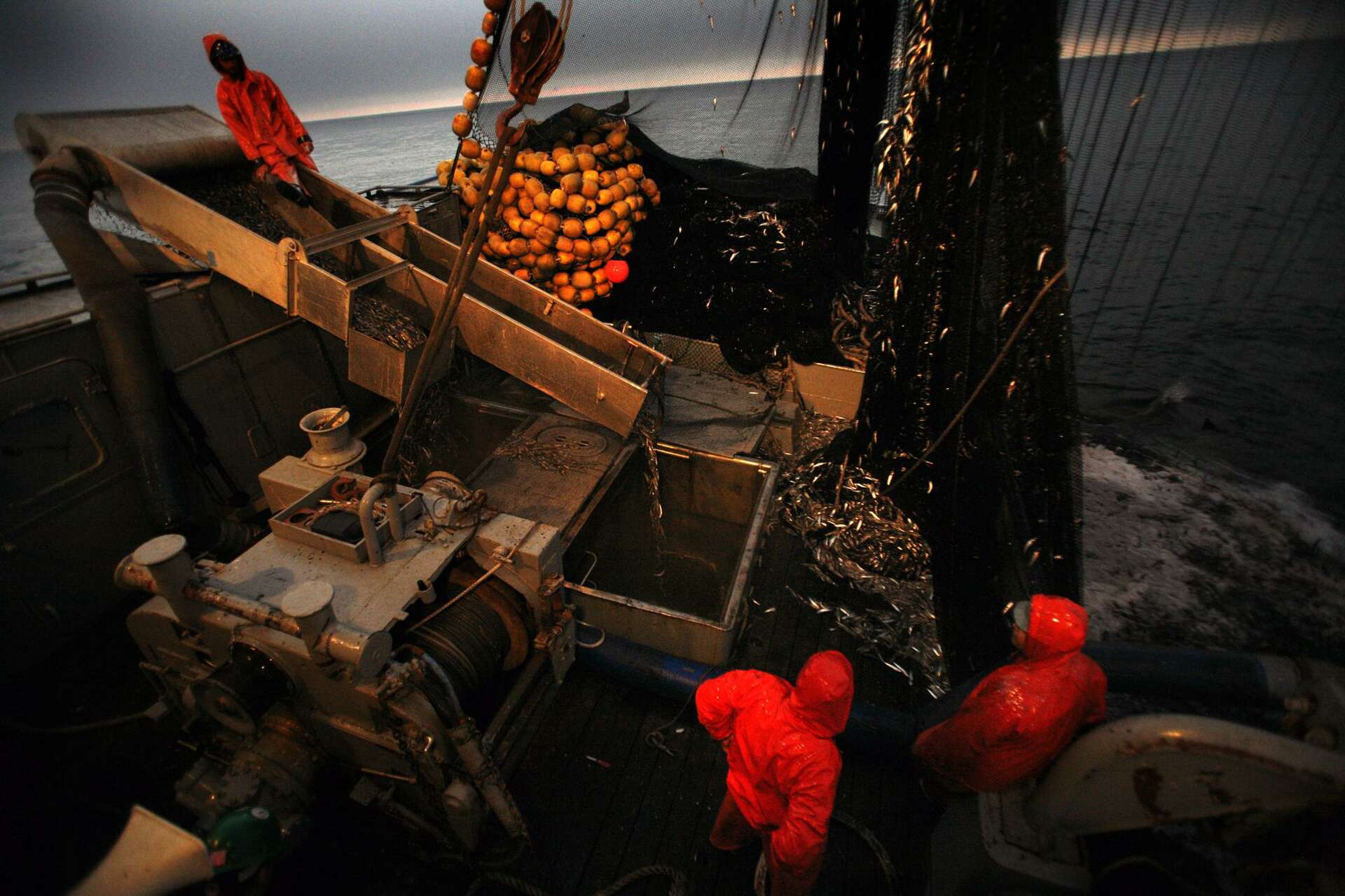 Dramatic sardine population decline means likely West Coast fishing ban
