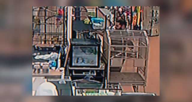 Video shows man allegedly stealing, stuffing python into pants