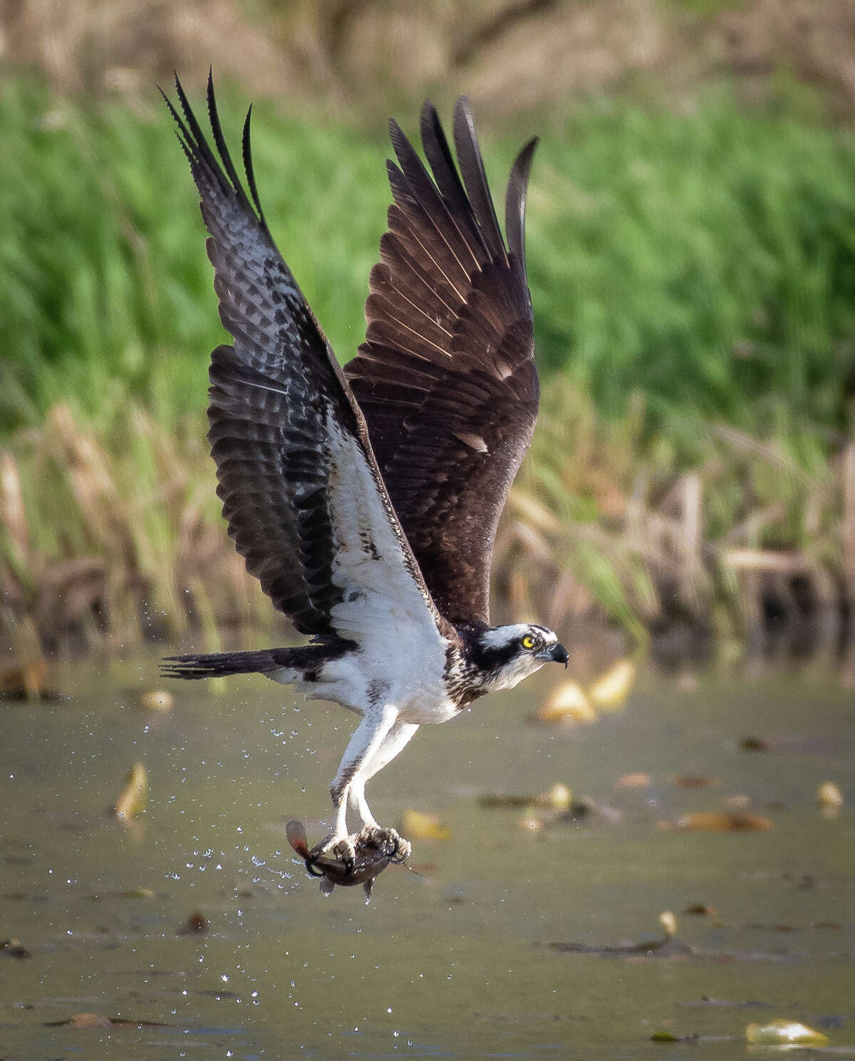 New homes await returning Adirondack osprey