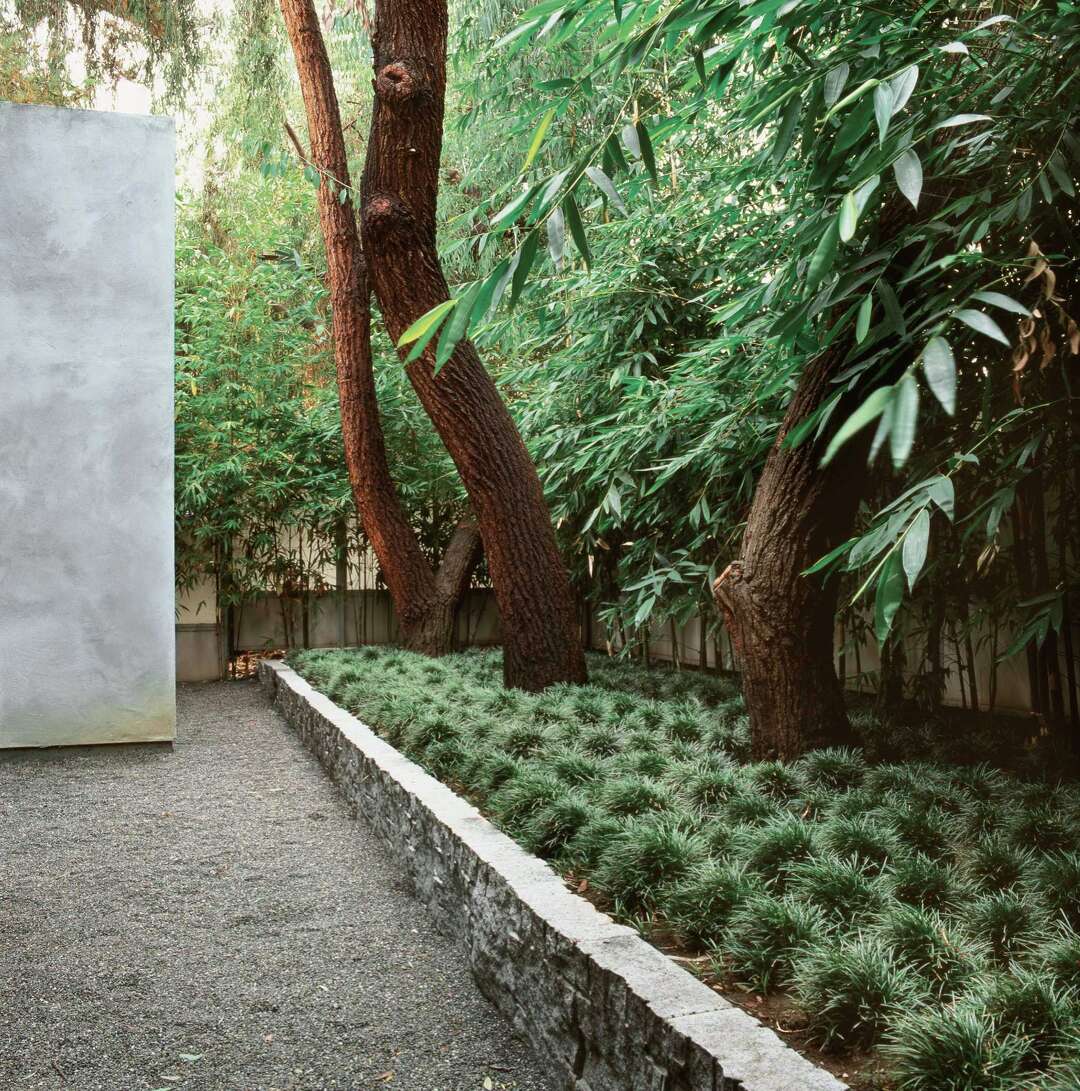 Calvin Finch: Your guide to shade- and drought-tolerant groundcovers to ...