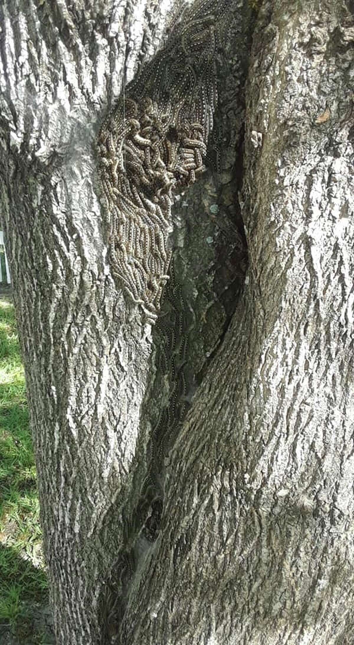 Webworms, also known as tent caterpillars, are in mating season