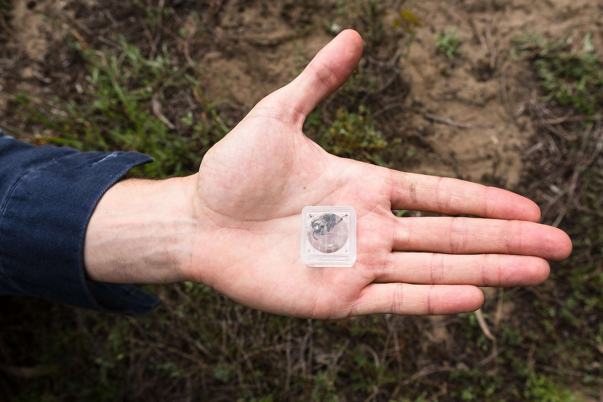 Return of long-lost bees creating a lot of Presidio buzz