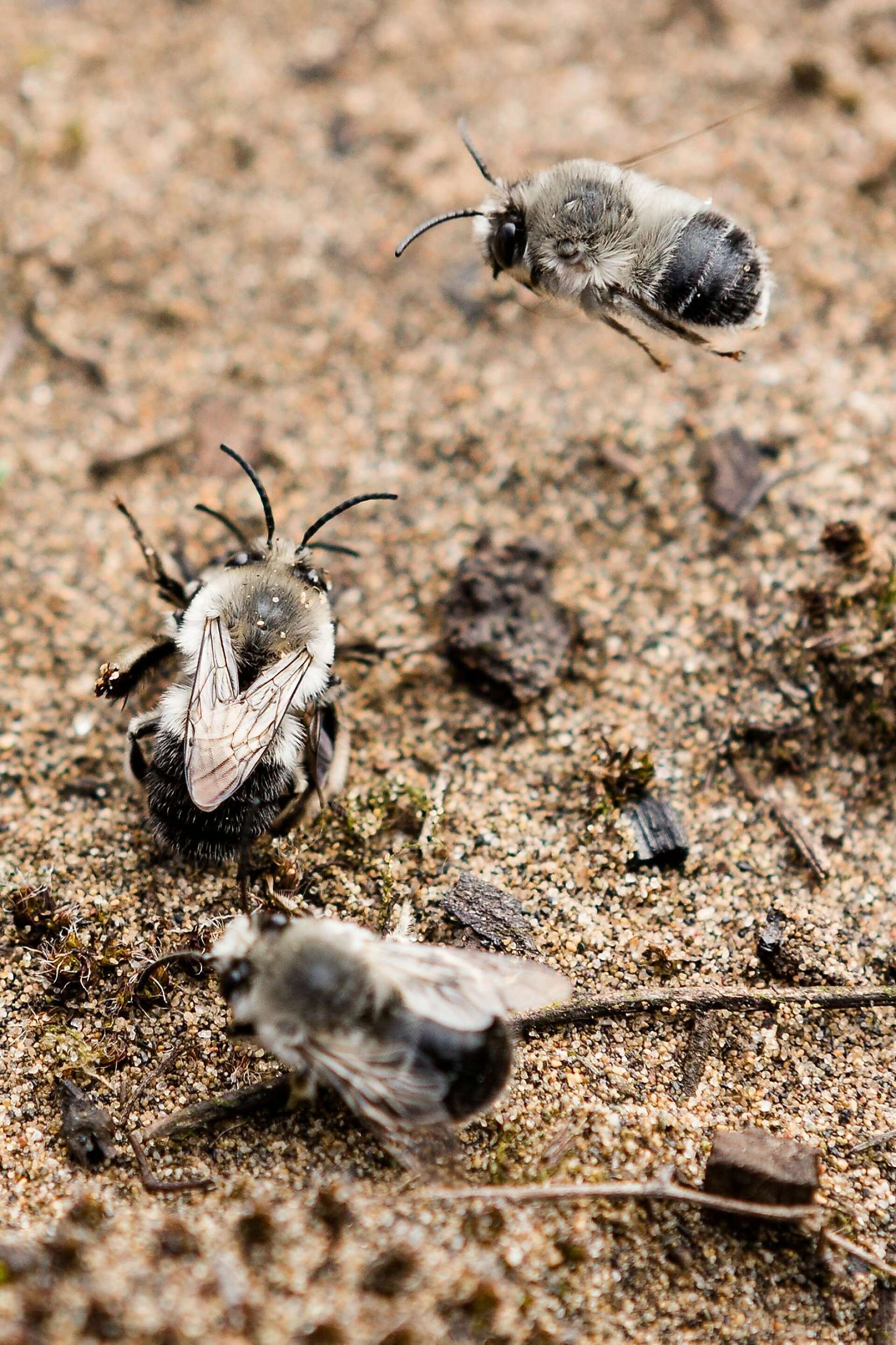 Return of long-lost bees creating a lot of Presidio buzz