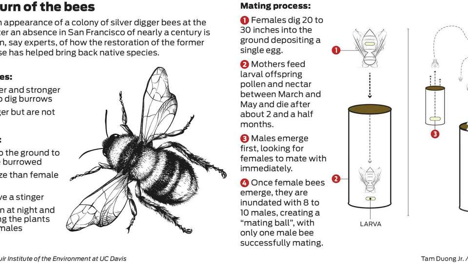 Return of long-lost bees creating a lot of Presidio buzz