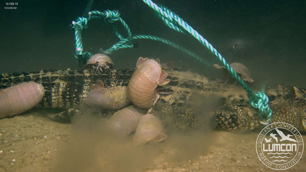 Alligators dropped to darkest Gulf depths to see what bites