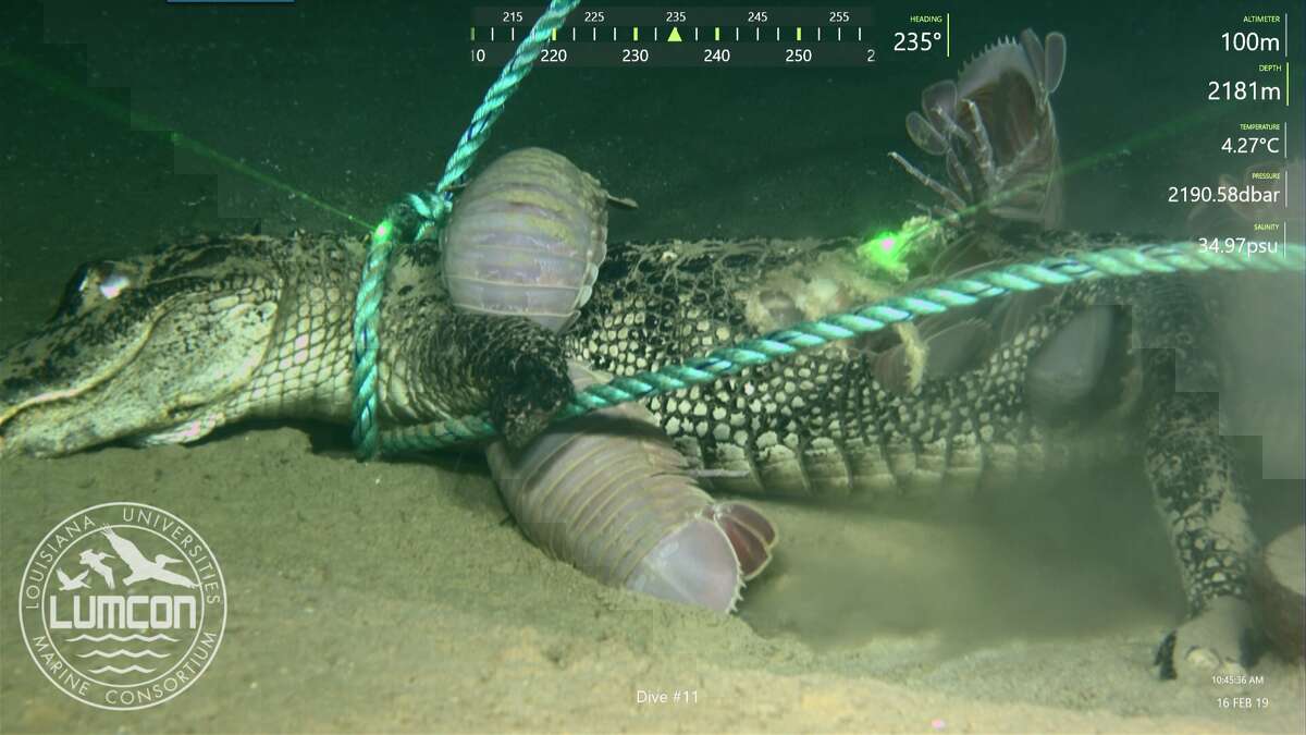 Alligators dropped to darkest Gulf depths to see what bites