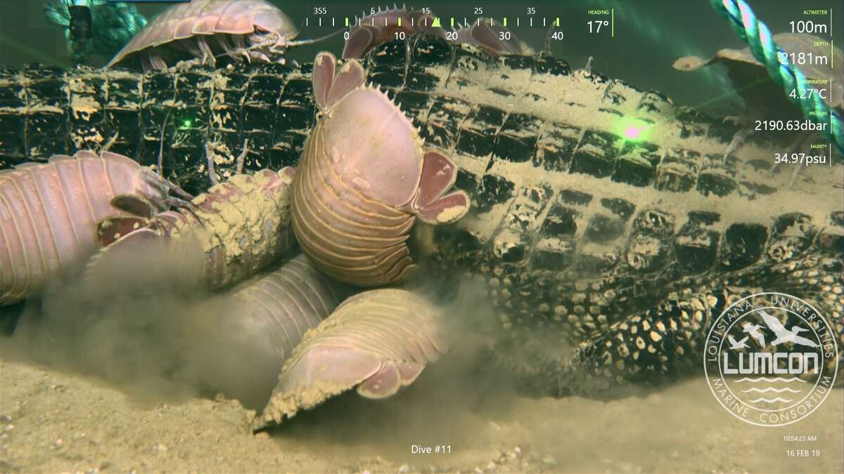 Alligators dropped to darkest Gulf depths to see what bites