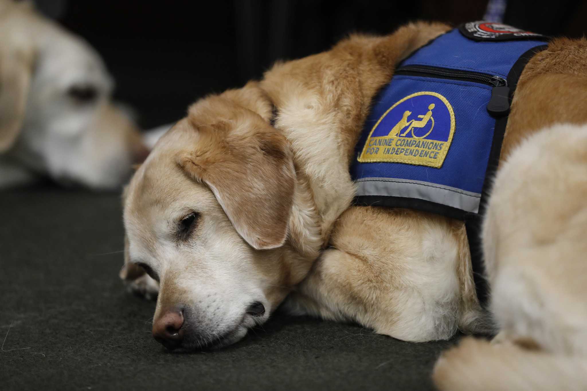 Officials in Houston tout law to allow support dogs in federal courtrooms