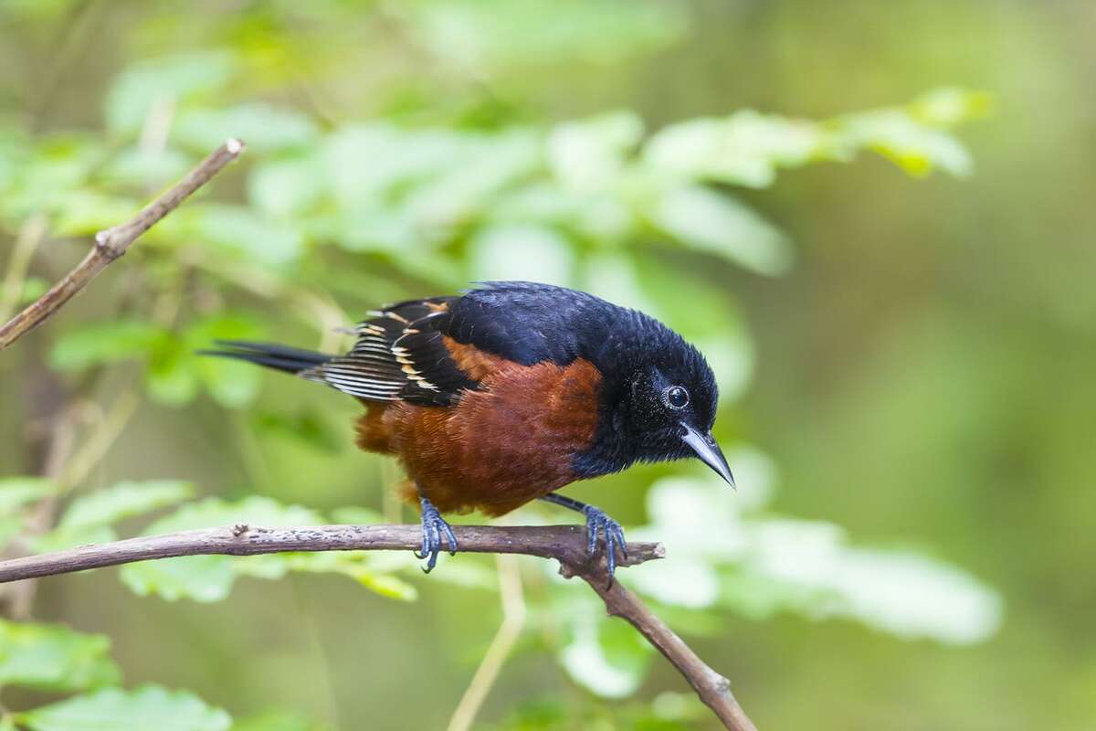 Houston benefits from songbird migration