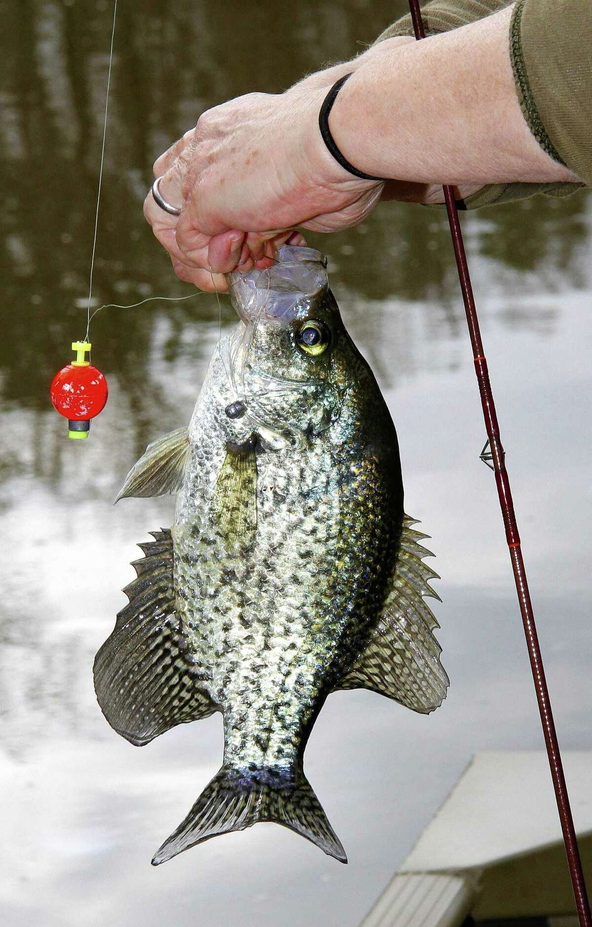 Crappie fishing blossoms come springtime