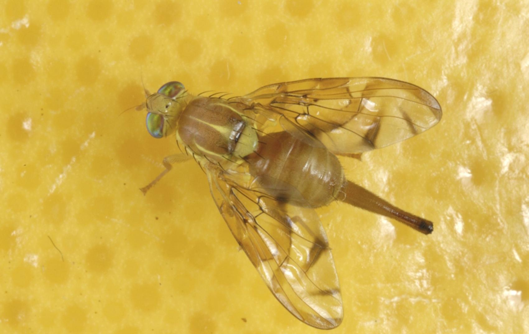 Invasive fruit fly detected in Webb, Zapata counties